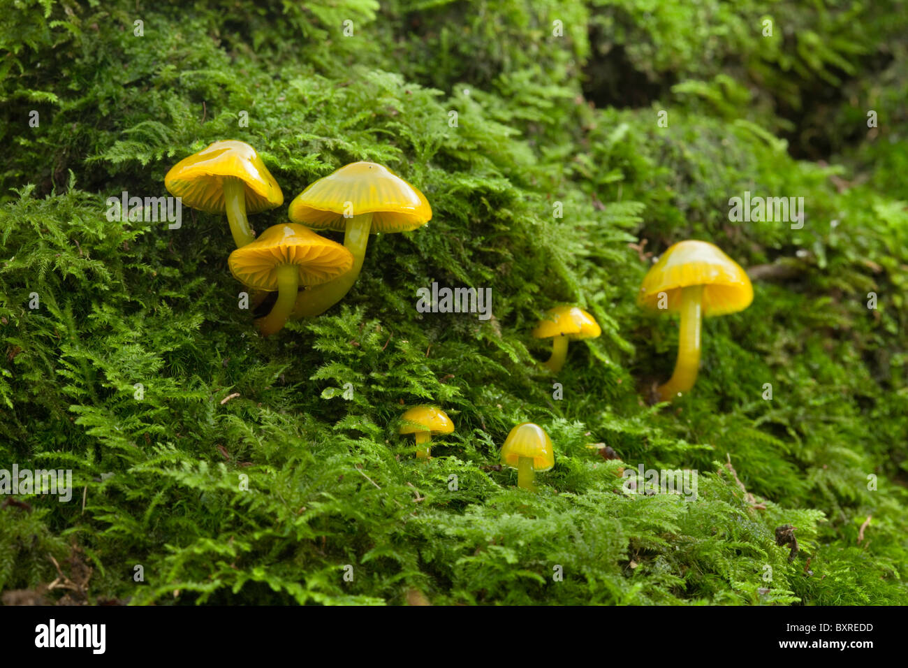Toadstalls hi-res stock photography and images - Alamy