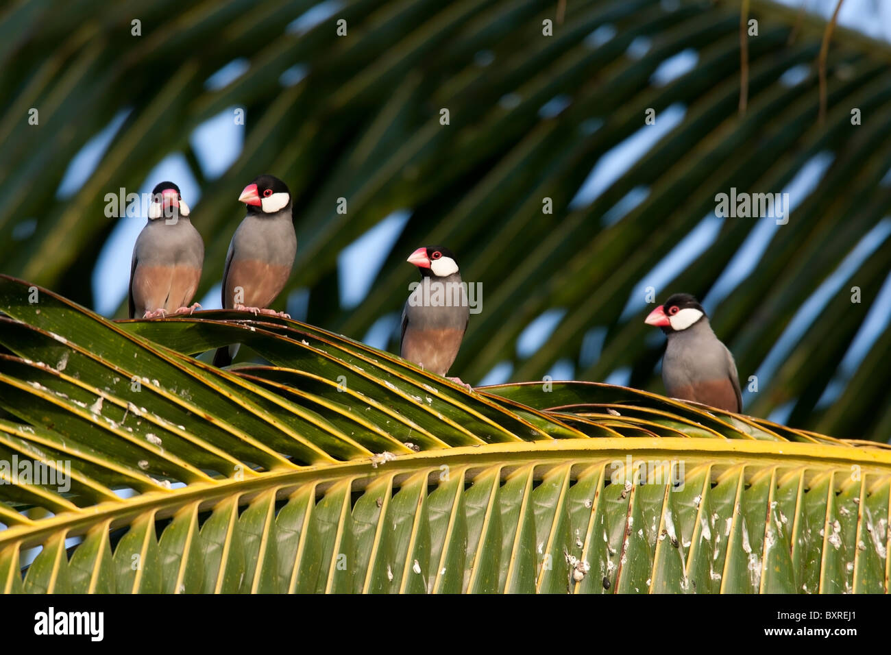 Java Sparrow (Lonchura oryzivora), group on a palm frond Stock Photo ...