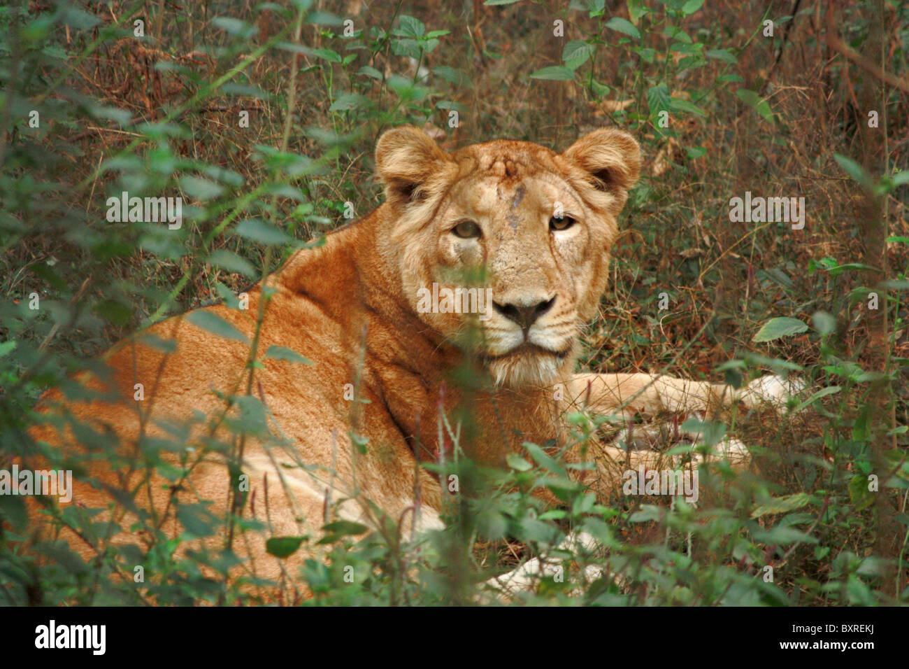 The lion (Panthera leo) is one of the four big cats in the genus ...