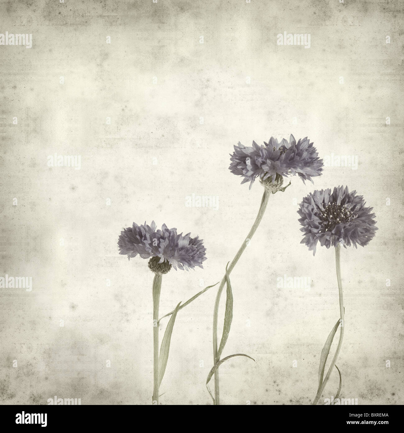 textured old paper background with cornflowers Stock Photo - Alamy