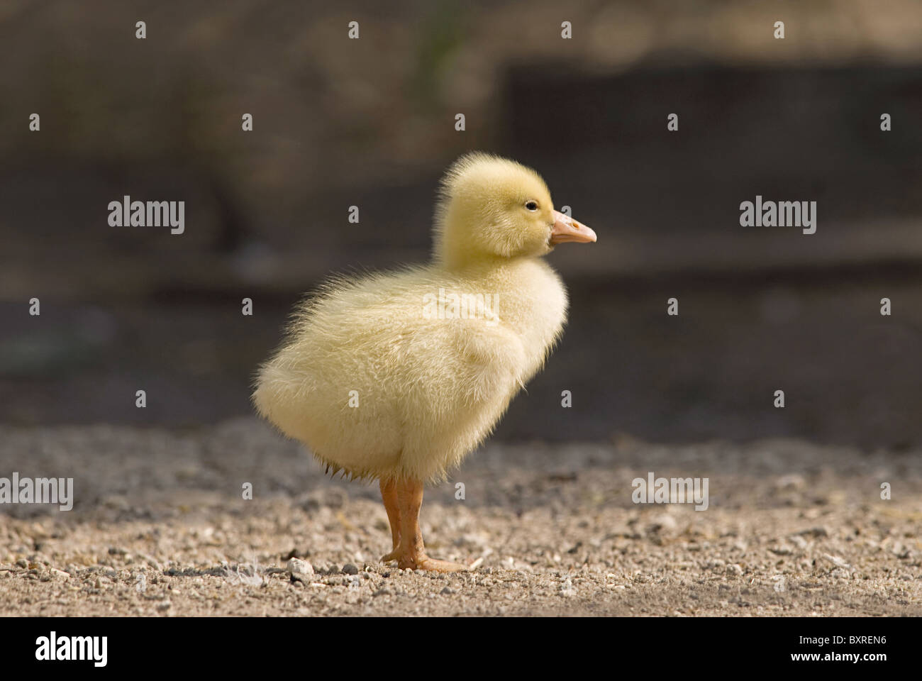 Duck with yellow beak hi-res stock photography and images - Alamy