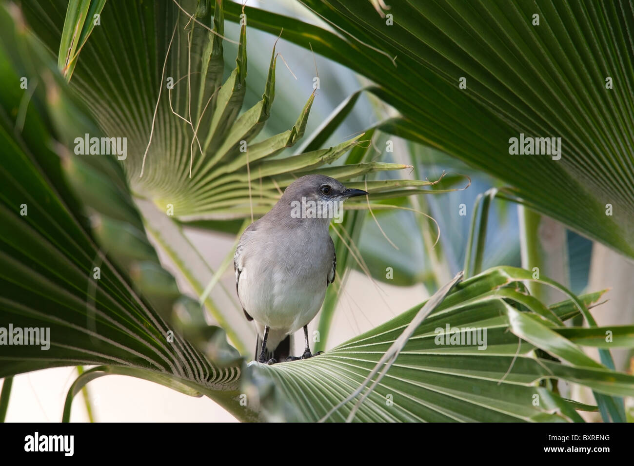 Northern Mockingbird (Mimus polyglottos Stock Photo - Alamy