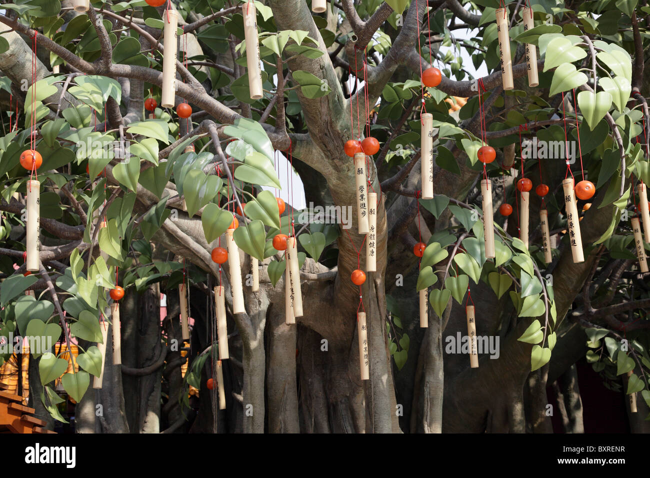 Buddhist prayer tree at the Po Lin monastery in Hong Kong Stock Photo ...