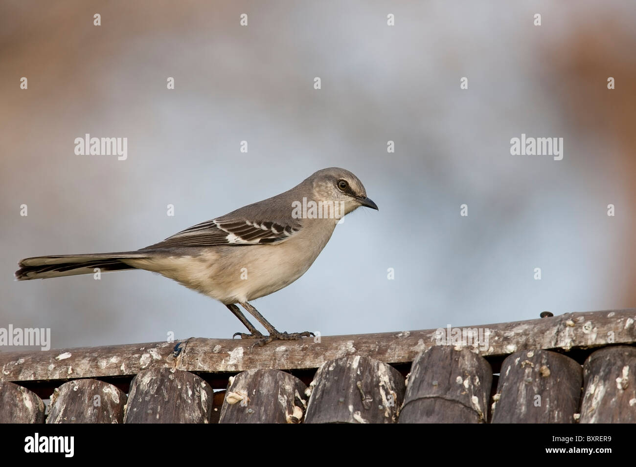 Mockingbird wings hi-res stock photography and images - Alamy