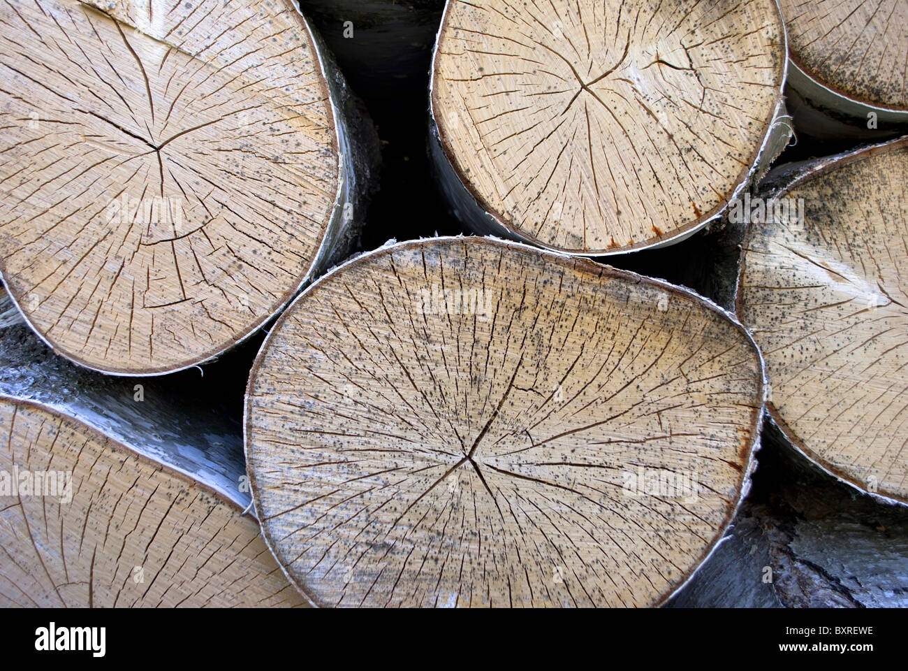 tree cut with circular rings and furrows in the trunk Stock Photo - Alamy