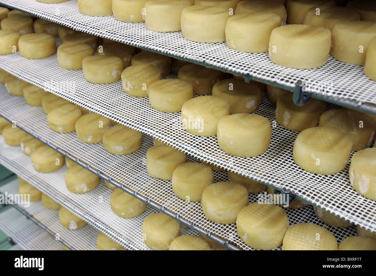 Sheep cheese factory hi-res stock photography and images - Alamy