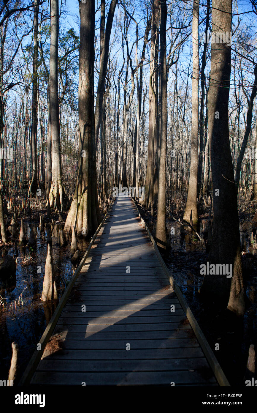 Boardwalk surrounded by trees and flooded swamp forest floor, Congaree ...