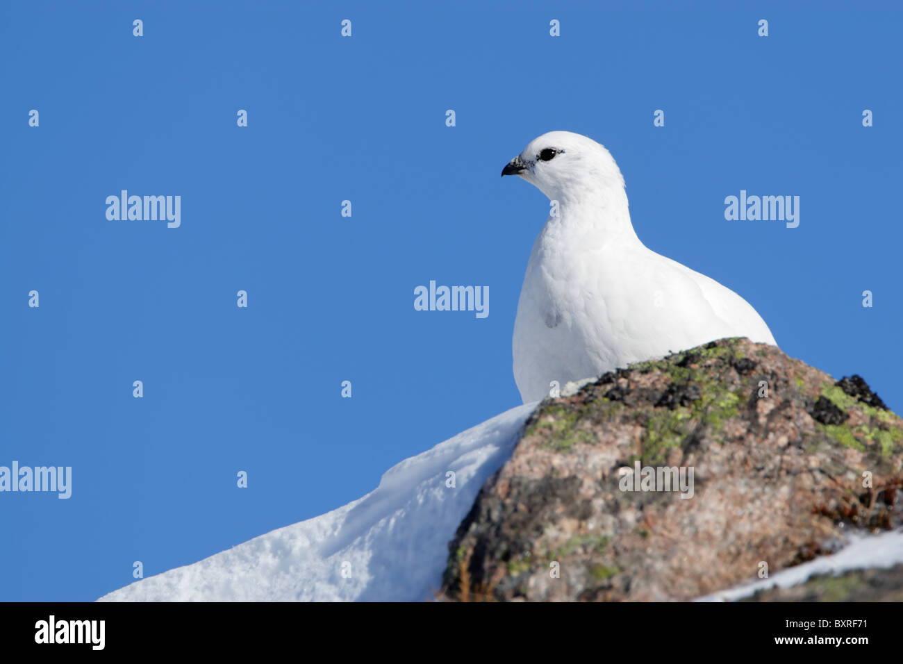 Standing rock ptarmigan hi-res stock photography and images - Alamy
