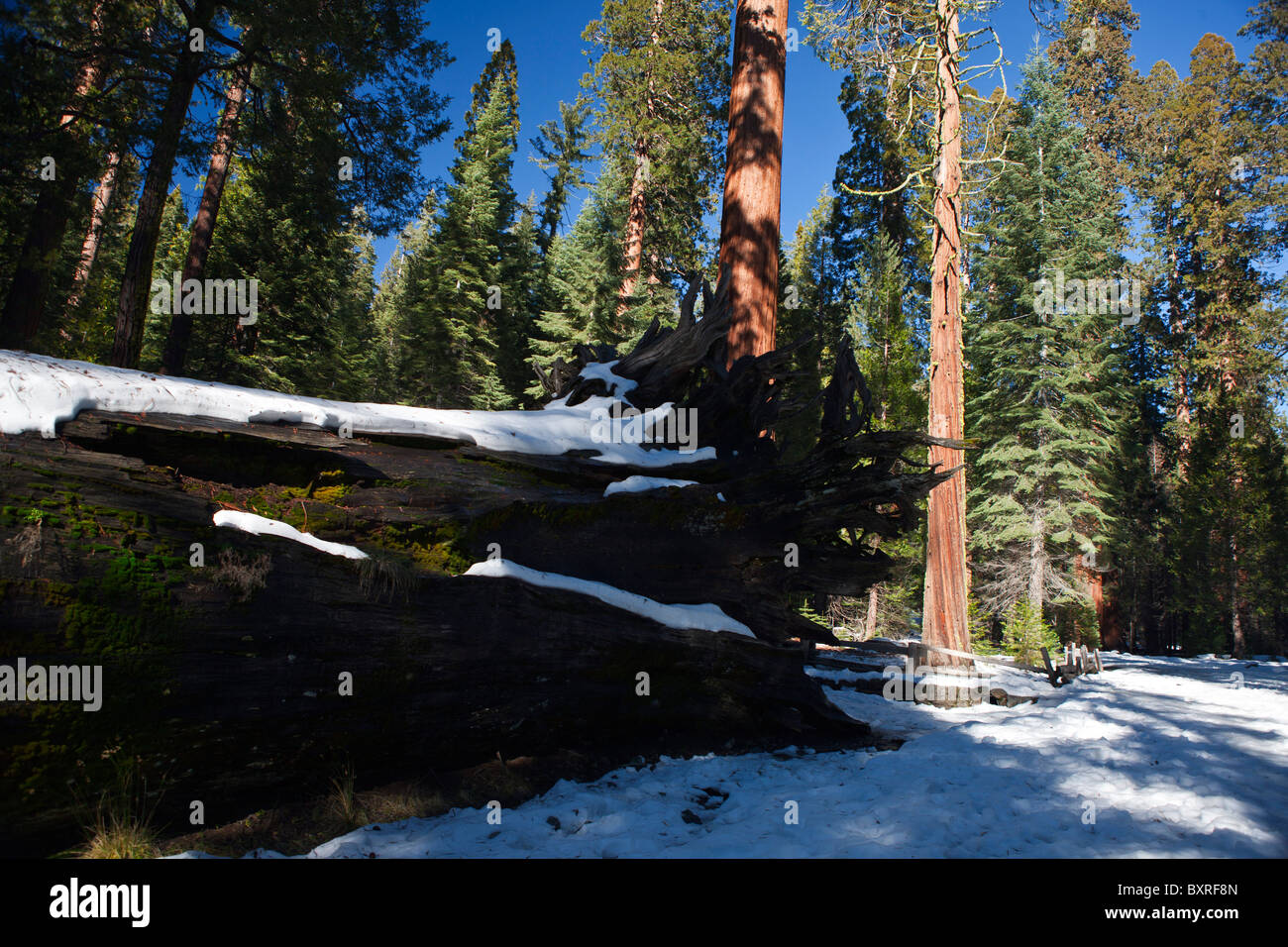 Fallen Monarch redwood tree, Mariposa Grove, Yosemite National Park ...