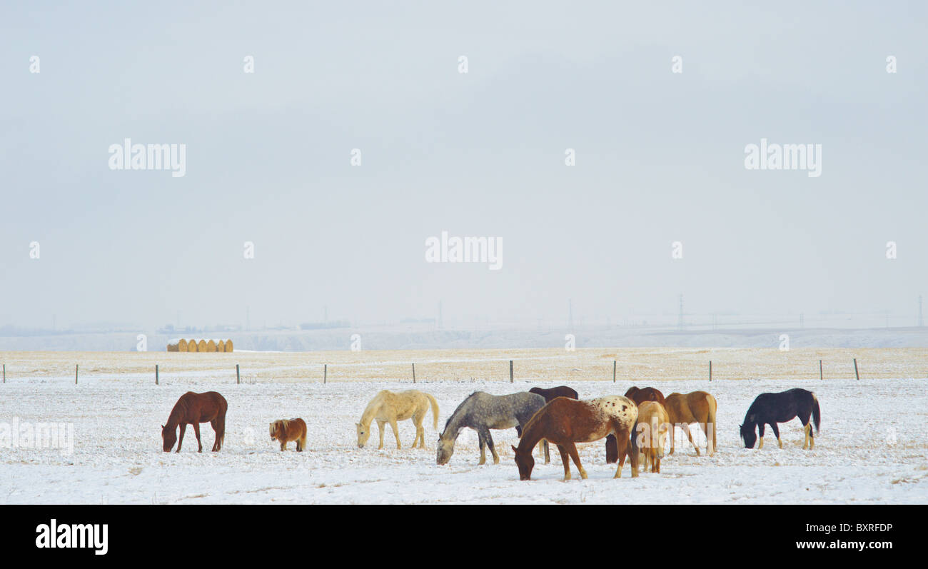 Picture Butte Alberta High Resolution Stock Photography and Images - Alamy