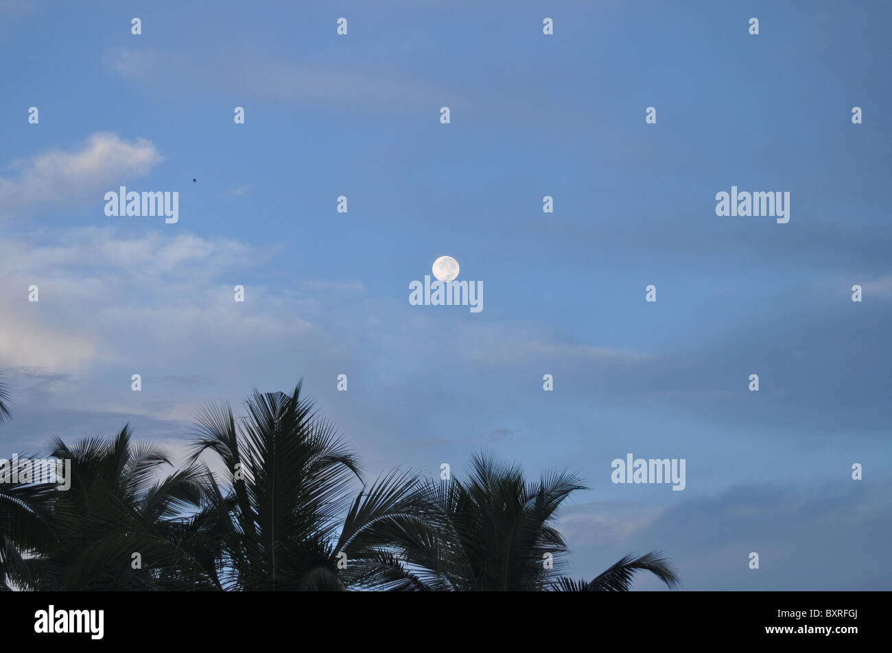 Coconut Moon High Resolution Stock Photography and Images - Alamy