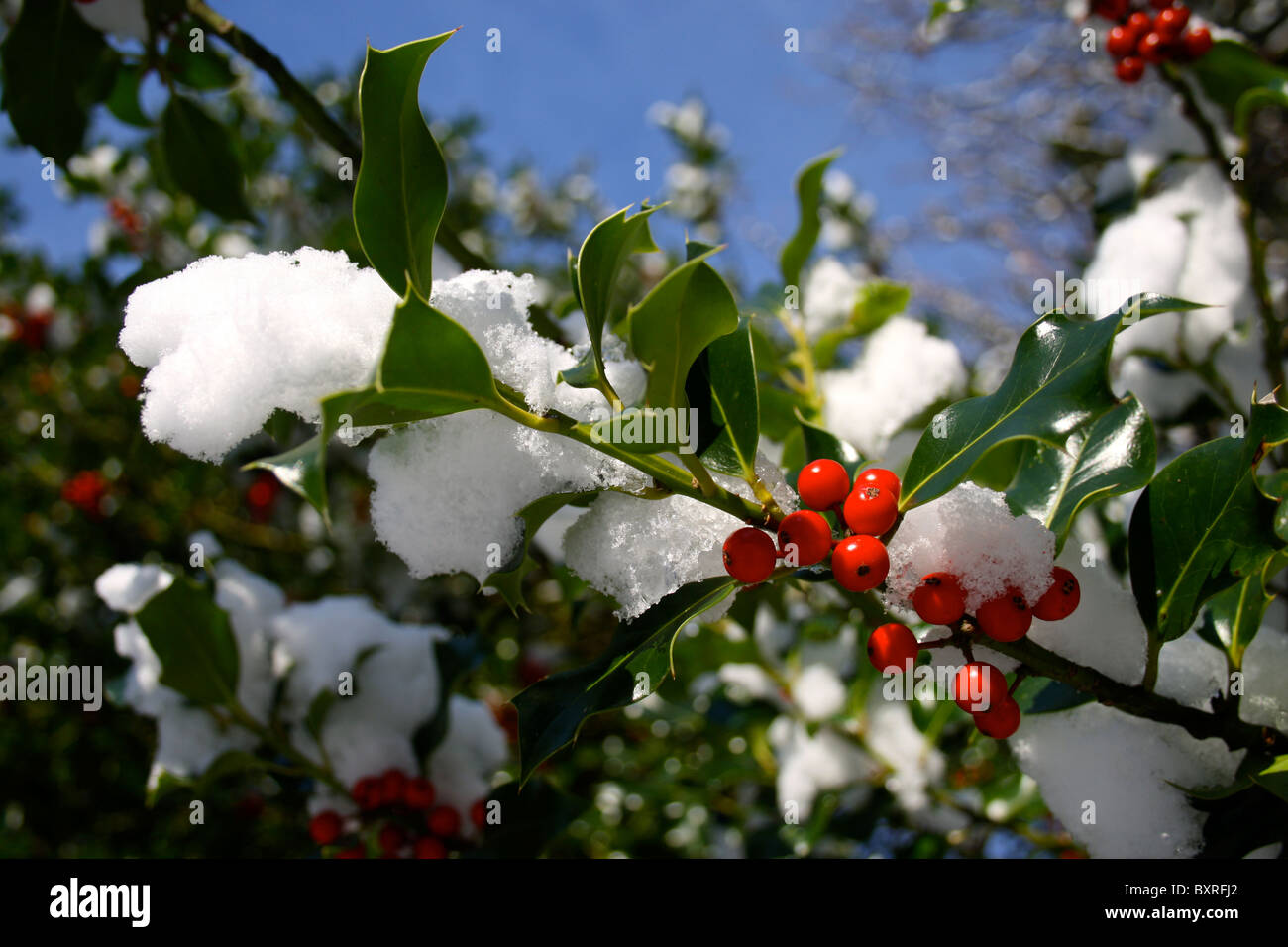 Snowy holly hi-res stock photography and images - Alamy