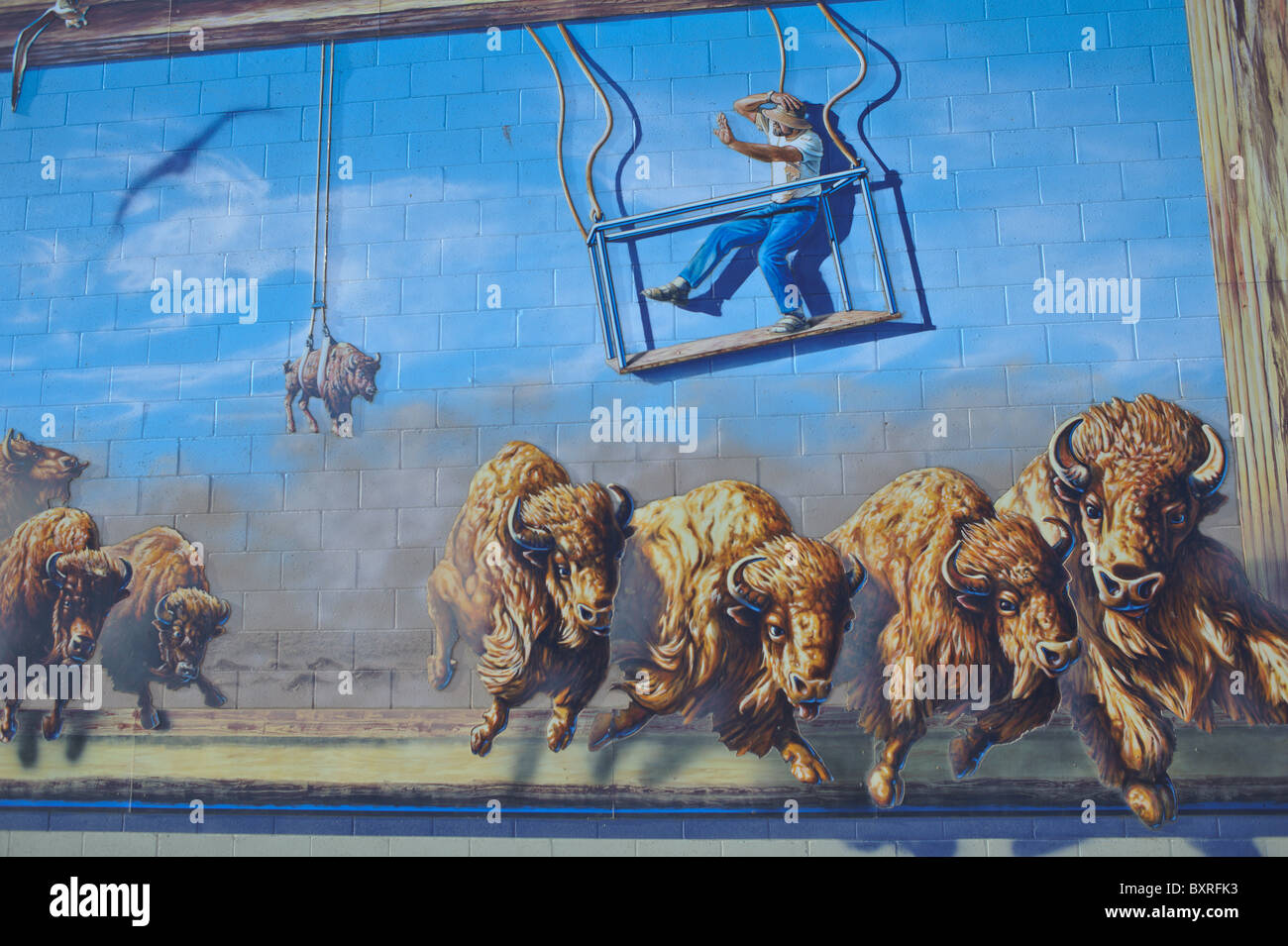 Buffalo stampede by Alex Pavlenko in Lethbridge Alberta Stock Photo - Alamy