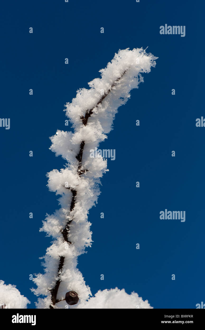 Hoar frost forming on tree branches in hedge Stock Photo - Alamy