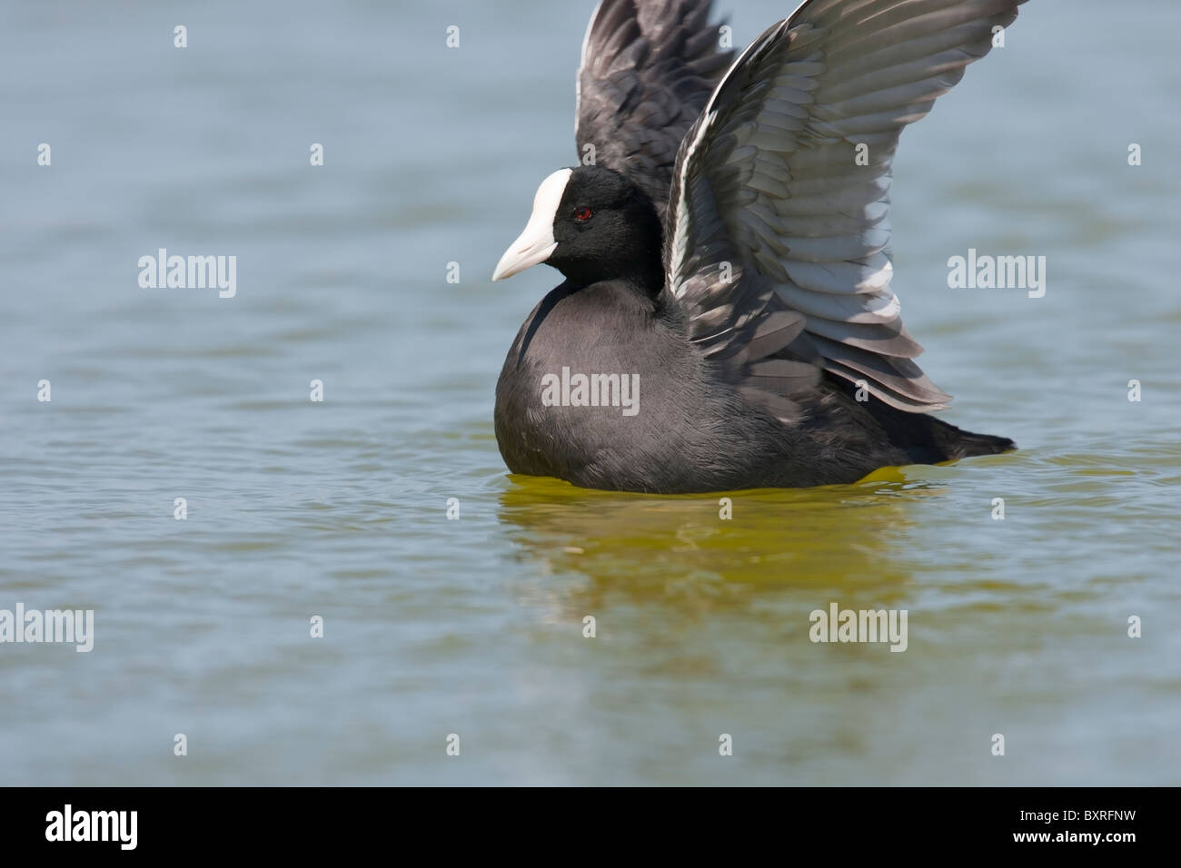 Hawaiian coot hi-res stock photography and images - Alamy