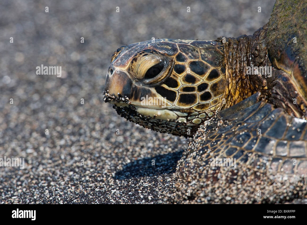 Chelonia mydas agassizii hi-res stock photography and images - Alamy