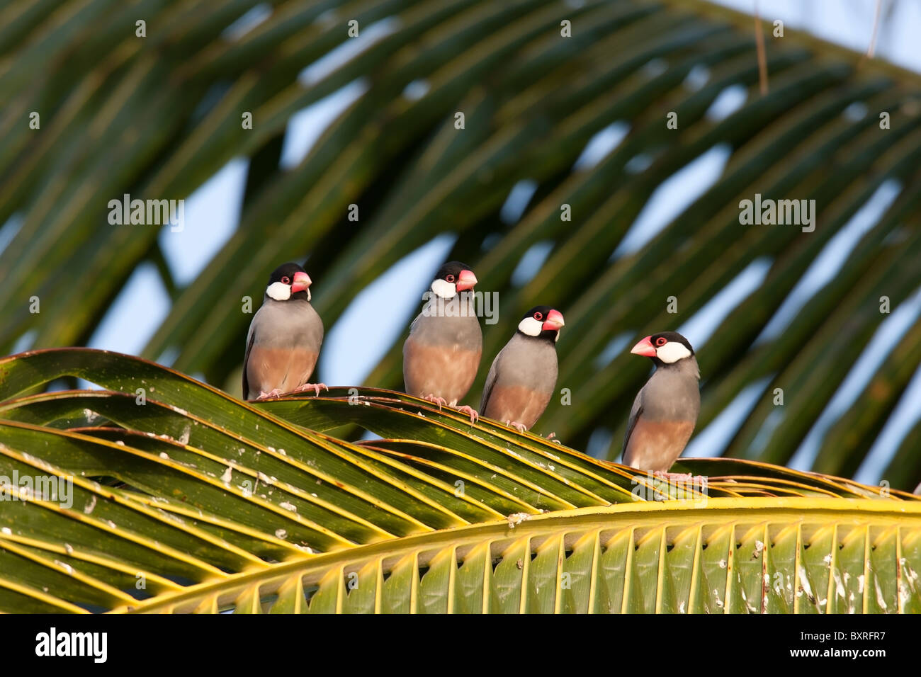 Group of sparrow birds hi-res stock photography and images - Alamy