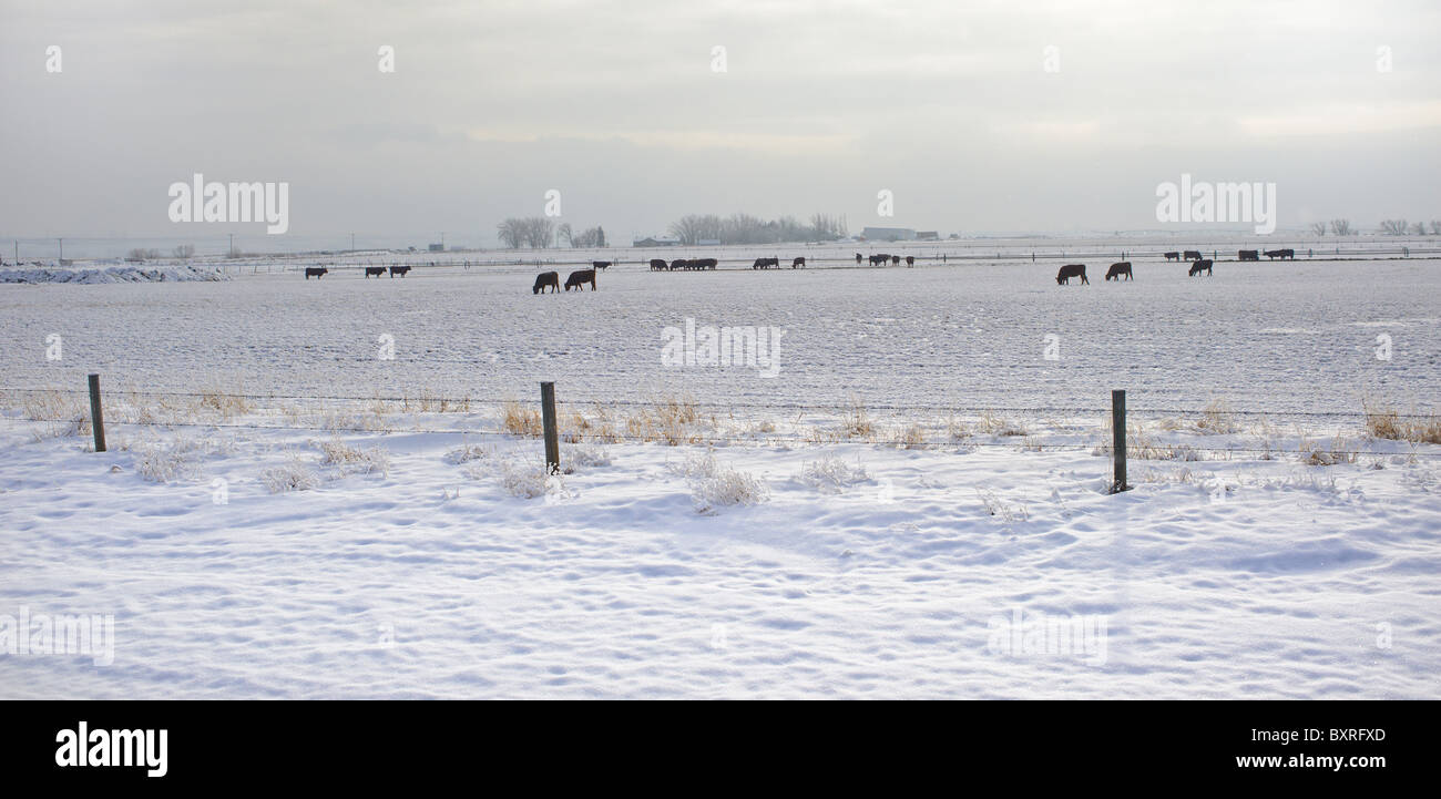 Feed cattle alberta hi-res stock photography and images - Alamy