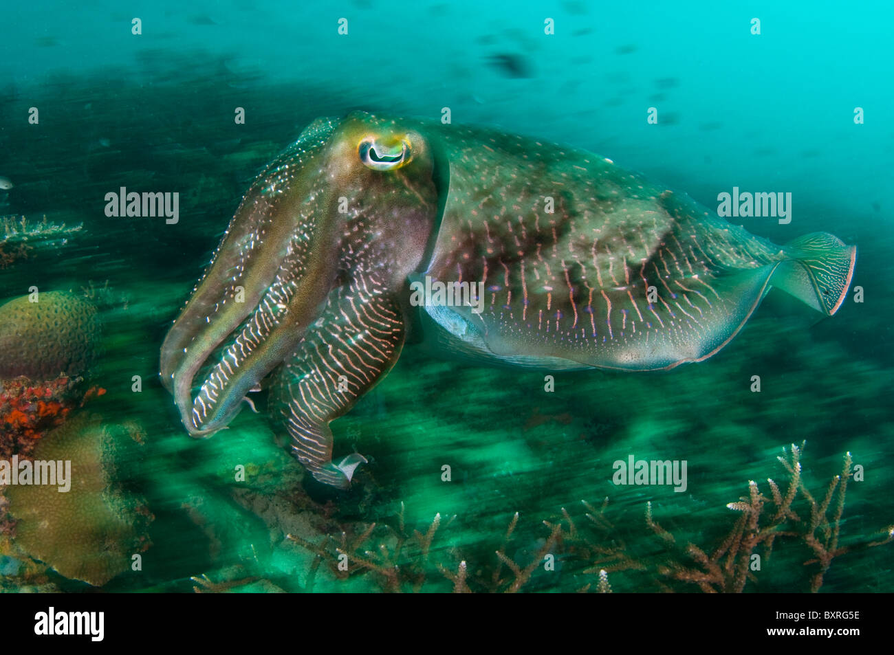 Broadclub Cuttlefish, Sepia latimanus, swimming over coral reef ...