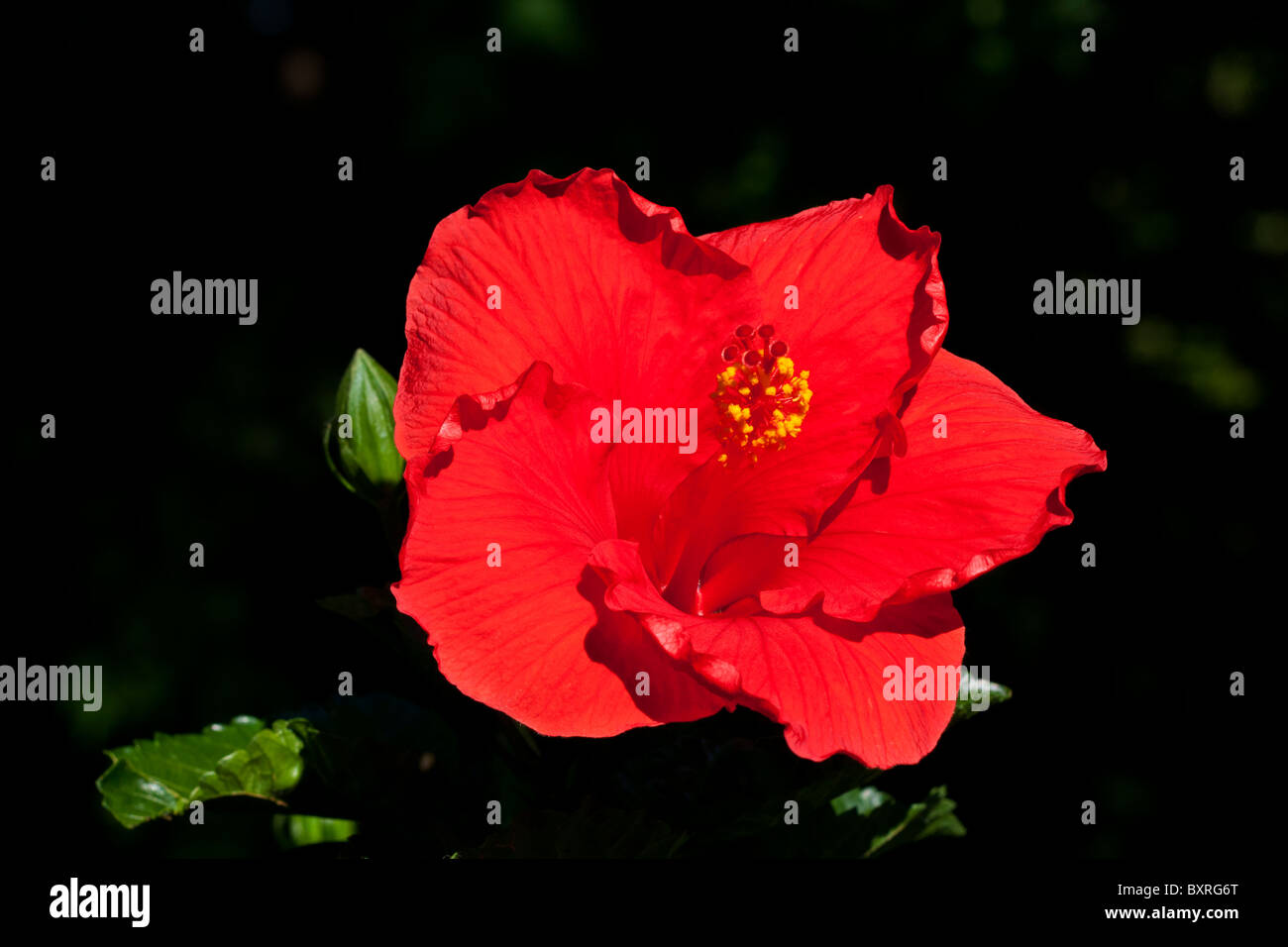 Red hibiscus flower Stock Photo - Alamy