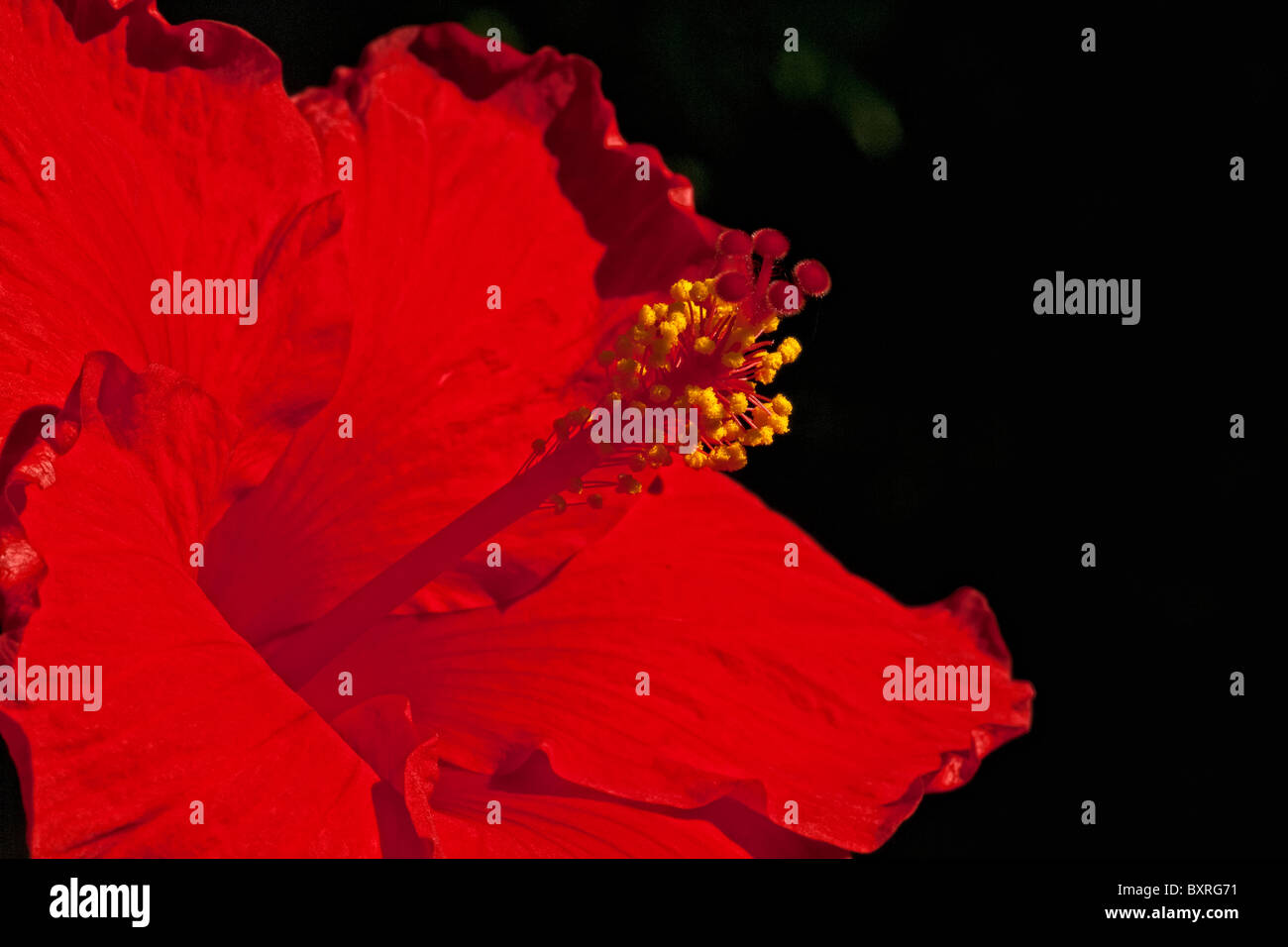 Red hibiscus flower Stock Photo - Alamy