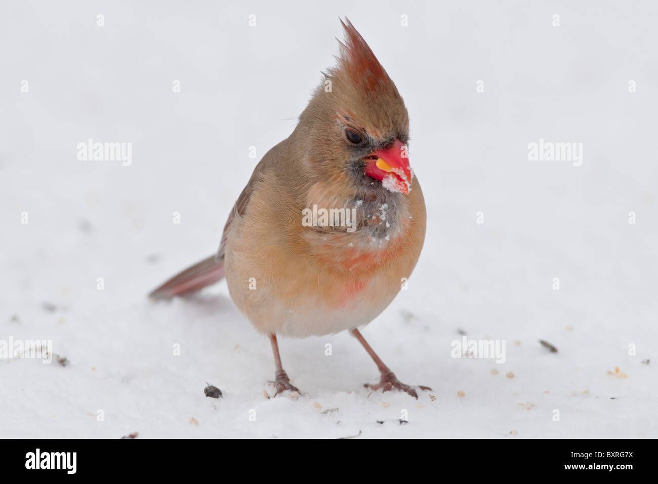 Cardinal bird snow hi-res stock photography and images - Alamy