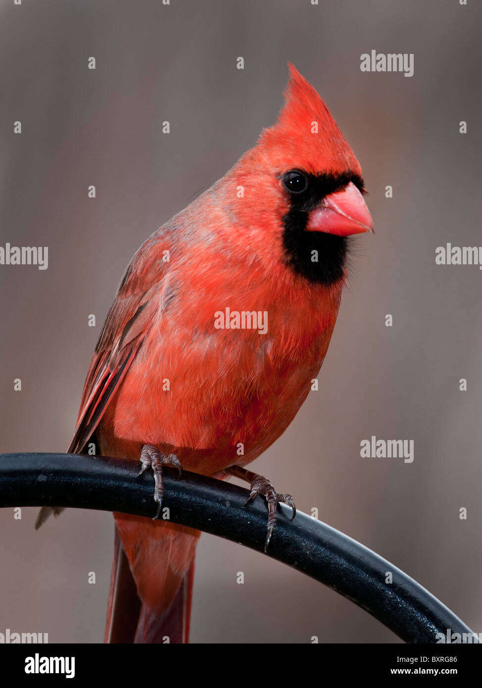 Male Northern Cardinal Stock Photo - Alamy