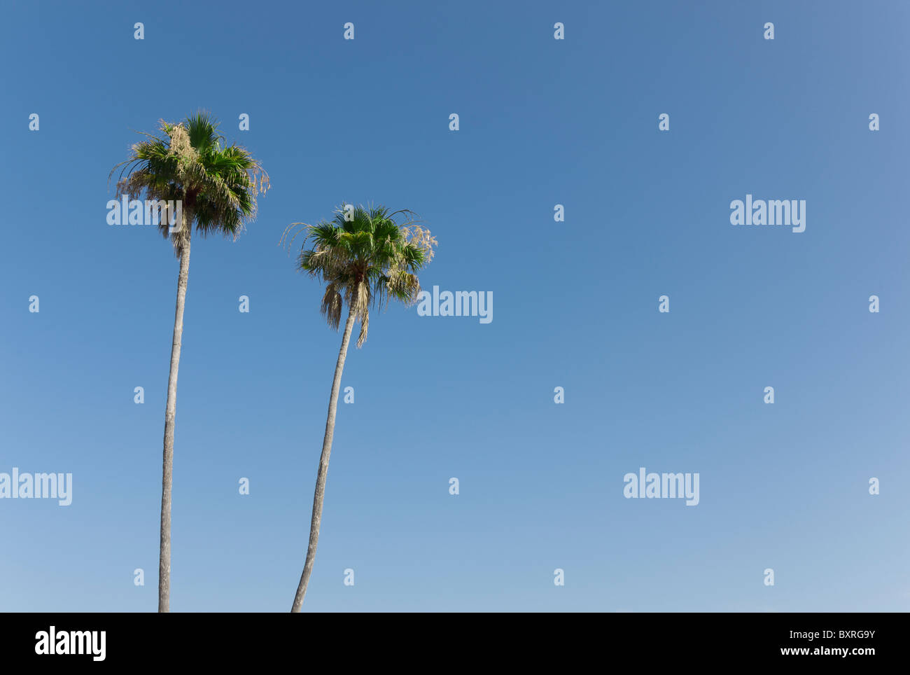 Two palm trees against a clear blue sky Stock Photo - Alamy