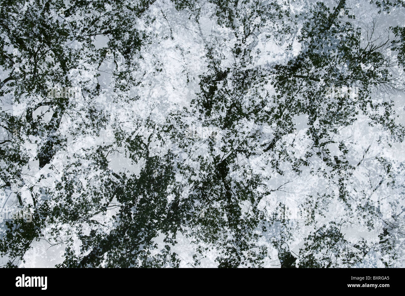 abstract multiple exposure of tree branches at Zion National Park Stock ...