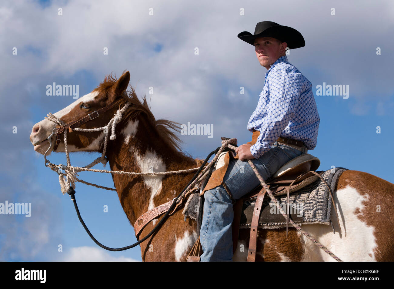 Cowboy on horse Stock Photo - Alamy