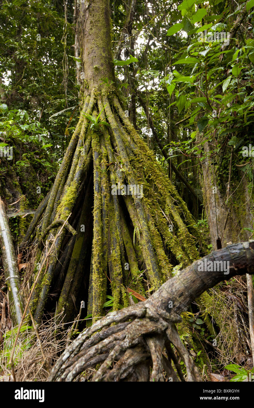 Socratea exorrhiza walking tree in hi-res stock photography and images ...