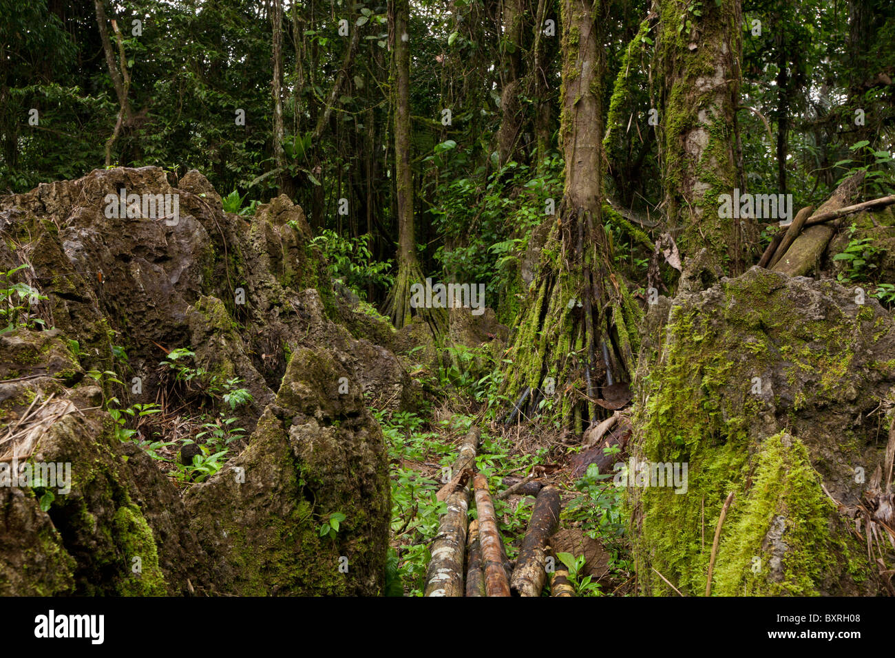 Boulder Labyrinth Deep Interior Amazon Jungle South America Stock Photo ...