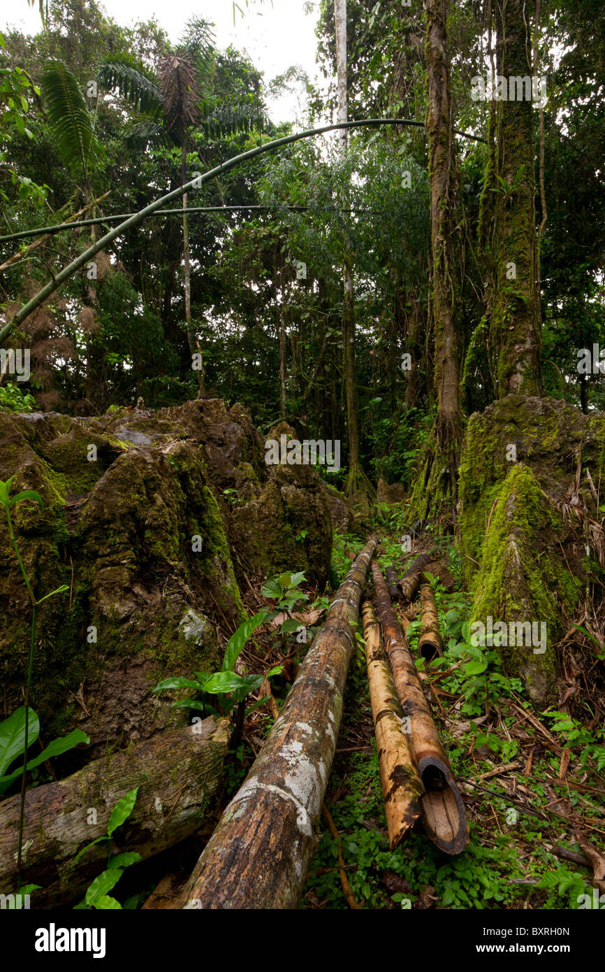 Scene From Amazon Rainforest Bamboo Tree In Foreground Stock Photo - Alamy