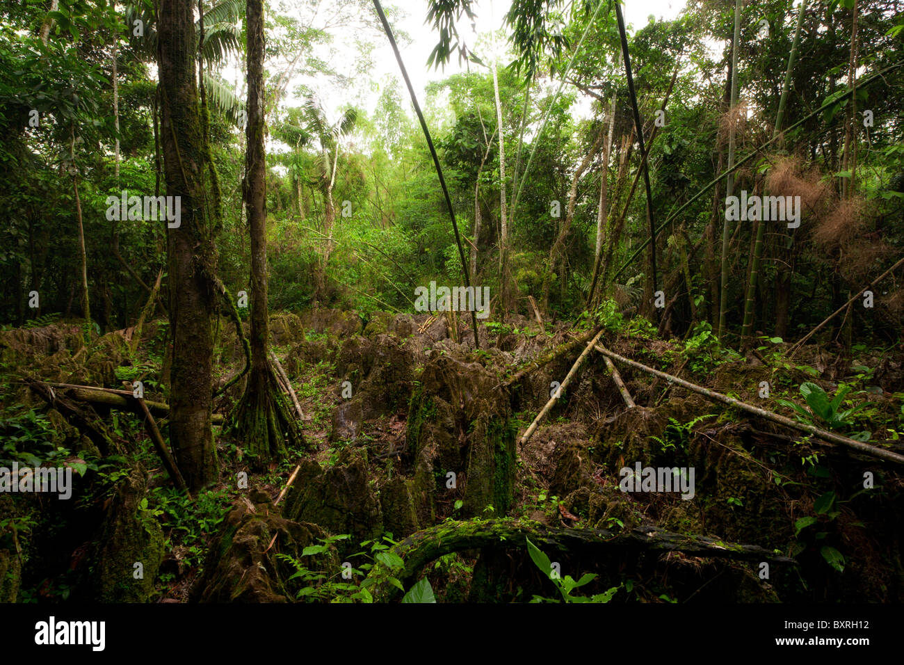 Nature Labyrinth In Dense Amazon Rainforest Stock Photo - Alamy
