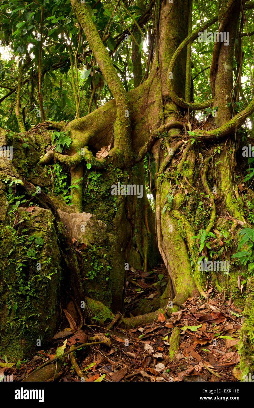 Most Stranglers Are Members Of The Fig Family In Spanish They Are Known ...