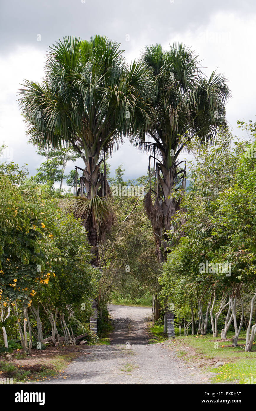 Tropical jungle gate hi-res stock photography and images - Alamy