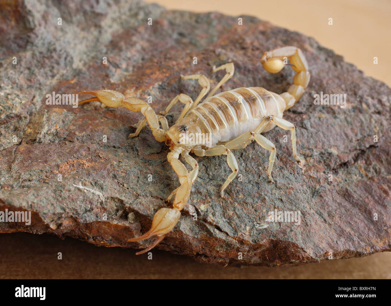 American desert scorpion standing on a rock close up Stock Photo - Alamy