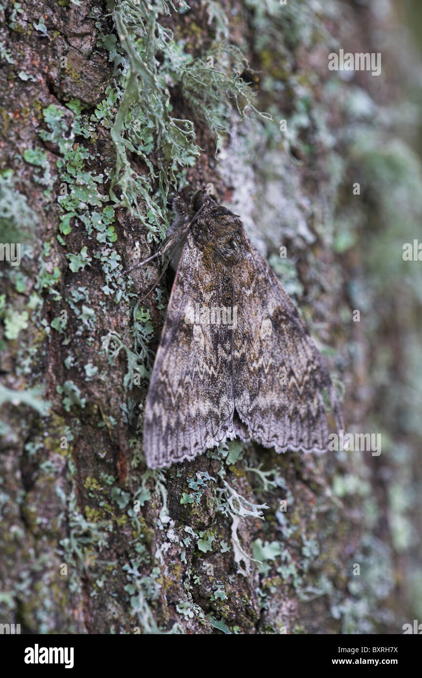 Blue underwing moth hi-res stock photography and images - Alamy