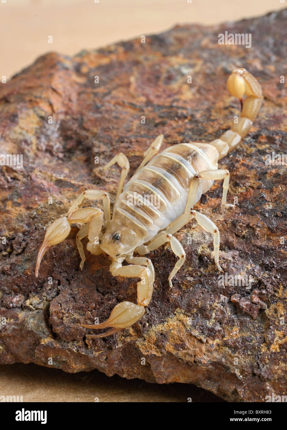 Scorpion desert hi-res stock photography and images - Alamy