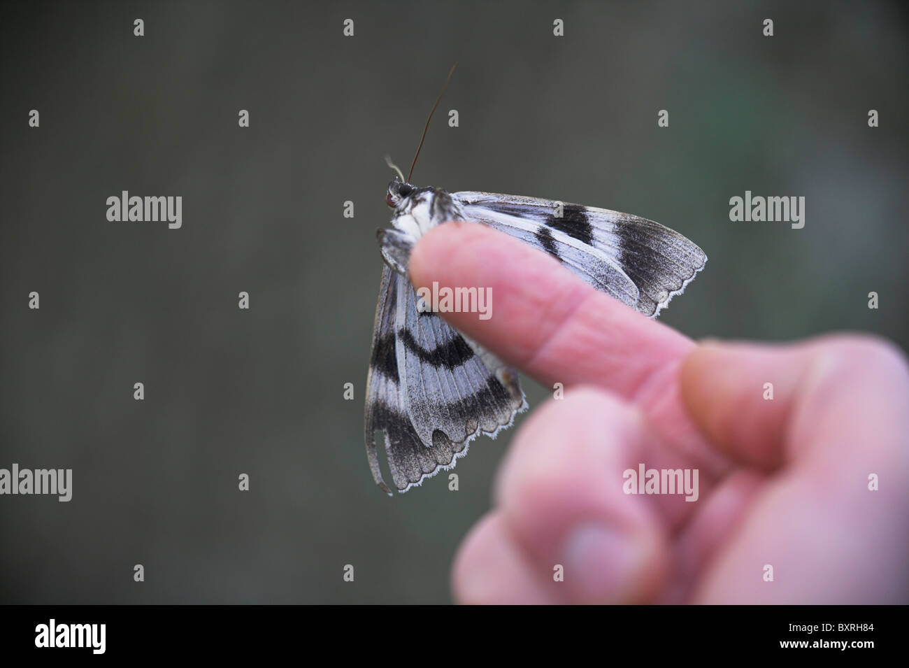 Blue underwing moth hi-res stock photography and images - Alamy