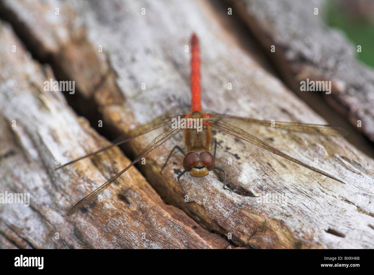 Common Darter Sympetrum striolatum basking on log at Brownsea Island ...