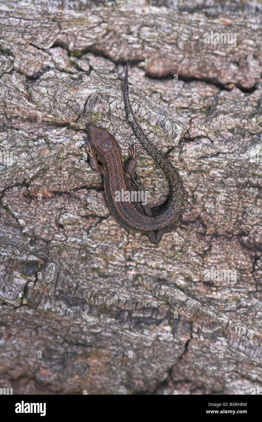 Common Lizard Zootoca vivipara basking on dead log on Brownsea Island ...