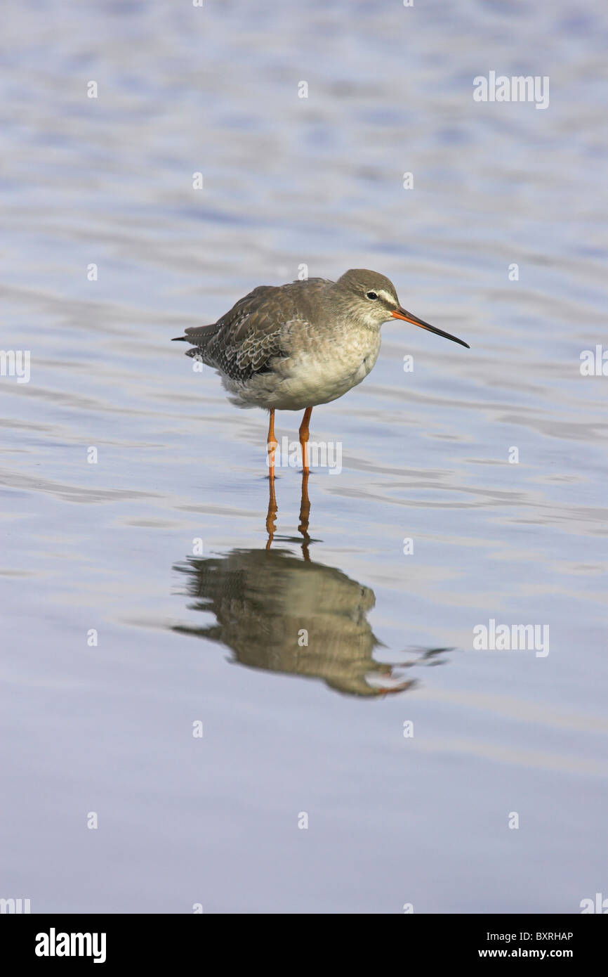 Spotted Redshank Tringa erythropus standing in shallow lagoon on ...