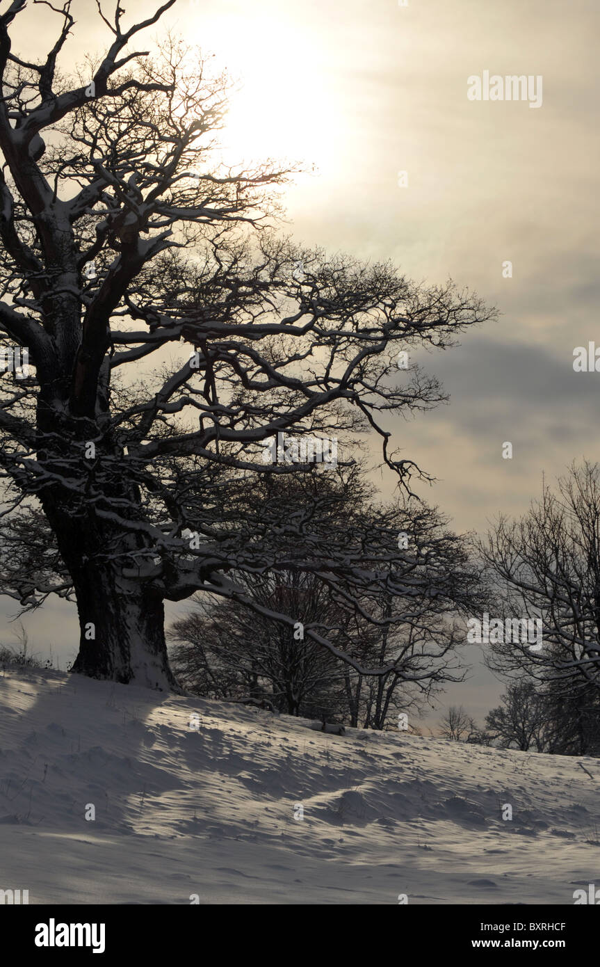 a british snow winter scene 2010 - portrait Stock Photo - Alamy