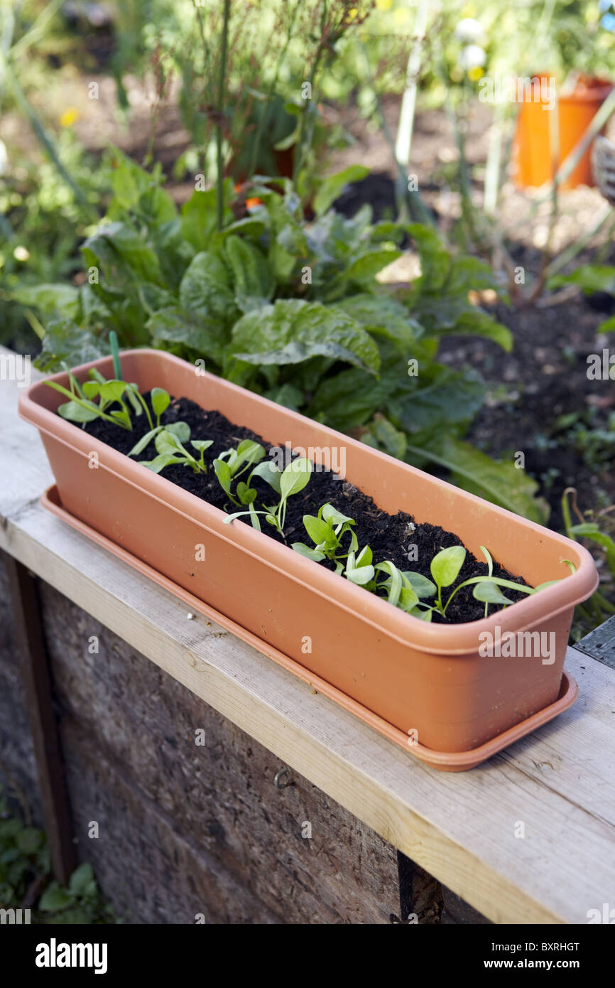 Spinach Plants In Containers