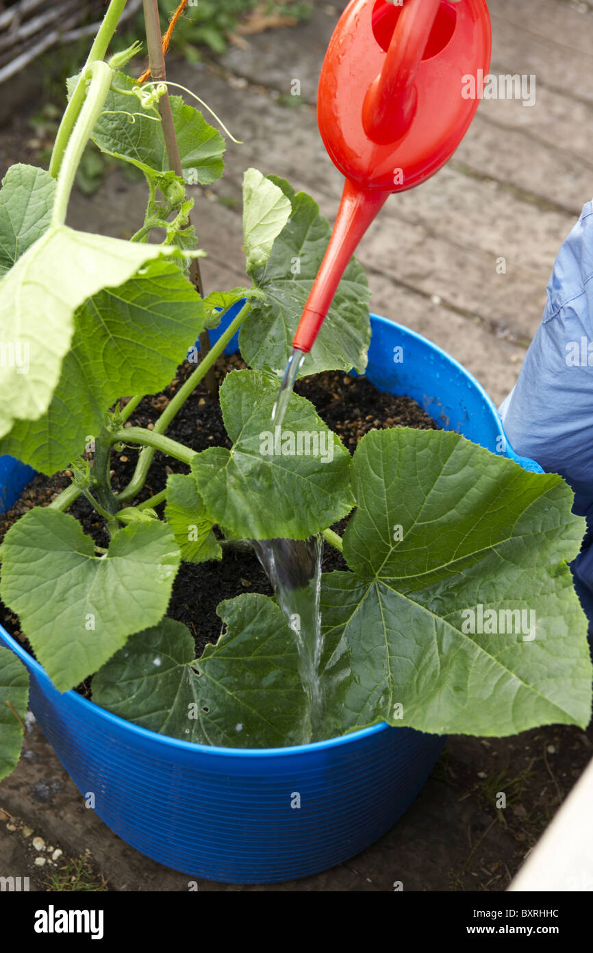 Watering can with sunflowers hi-res stock photography and images - Alamy