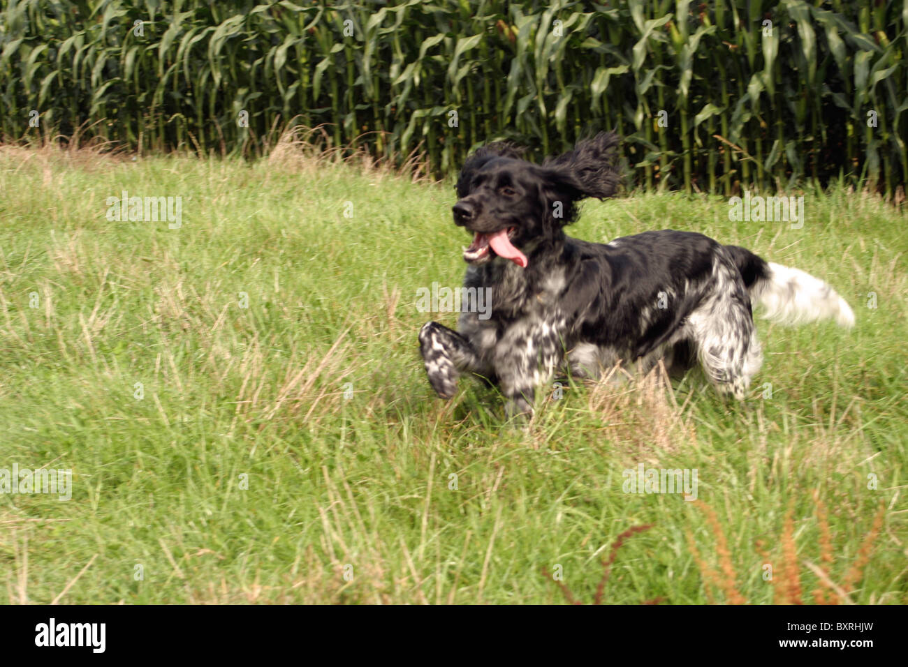 Black and white English Springer Spaniel running through grass Stock ...