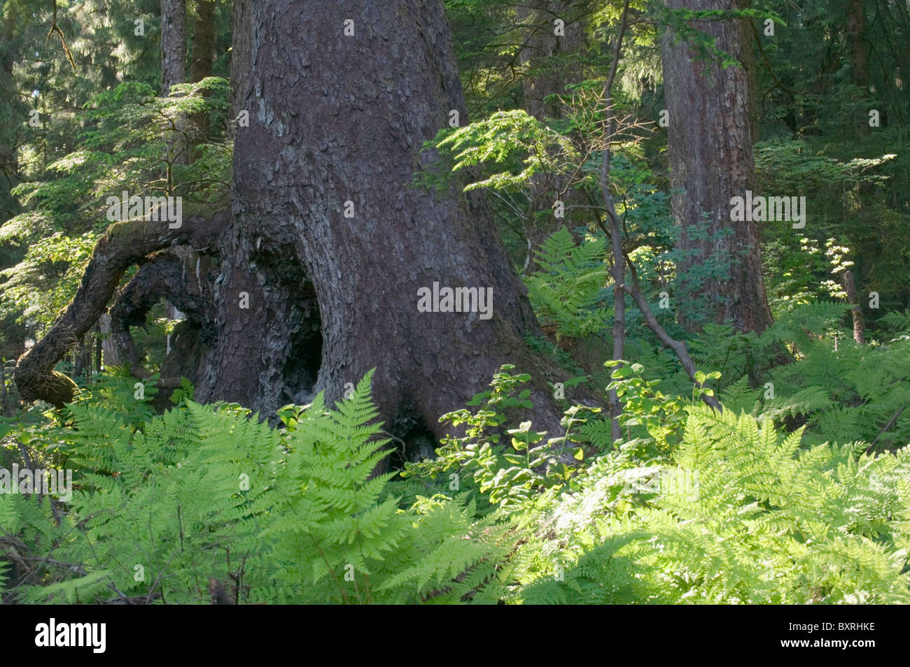 U.S.A., Alaska, Southeast, Juneau, Base of tree and forest floor Stock ...