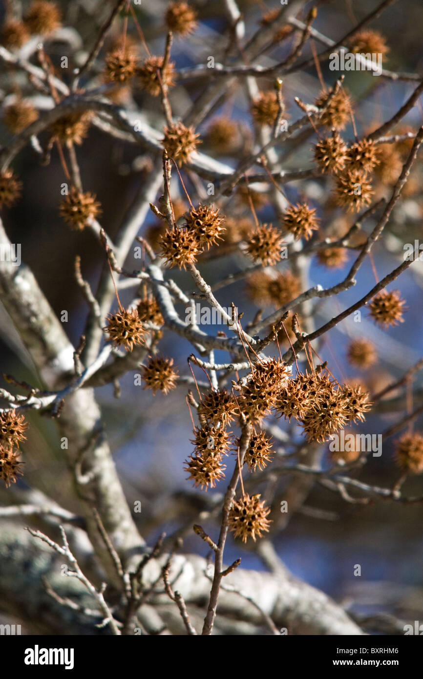 Round Seed Pods Trees Texas