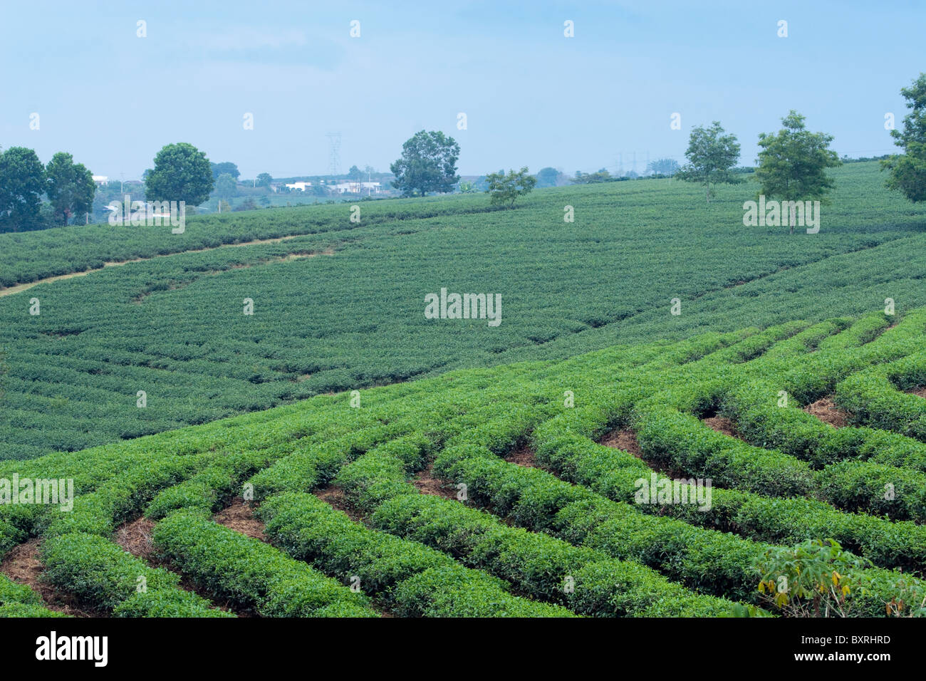 Vietnam, South Central Vietnam, Di Linh, Tea plantation Stock Photo - Alamy